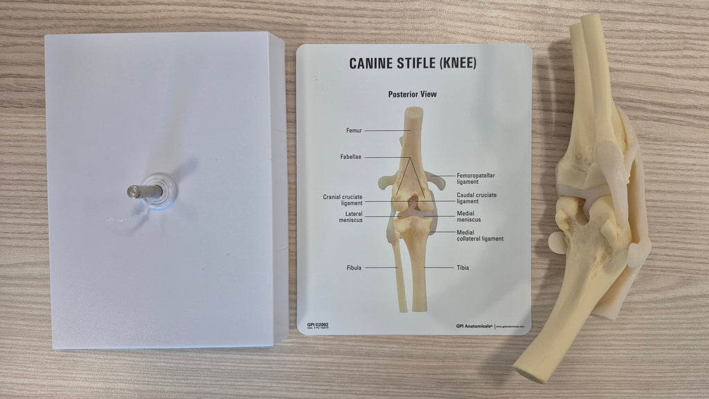 Canine Stifle Model – Antech Canada Limited